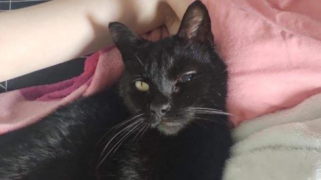 The curious case of the missing Lanarkshire cats - BBC News
