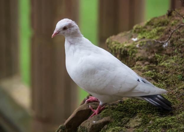 England's Big Picture: 19 - 25 September - BBC News