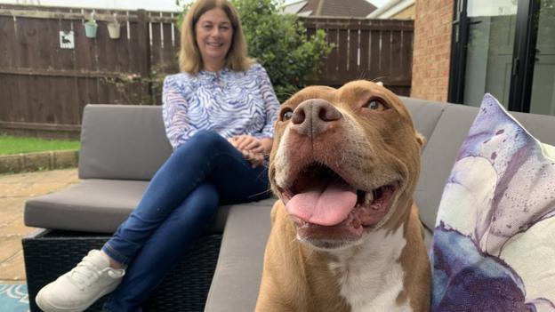 Thousands of banned dogs living at home with owners - BBC News