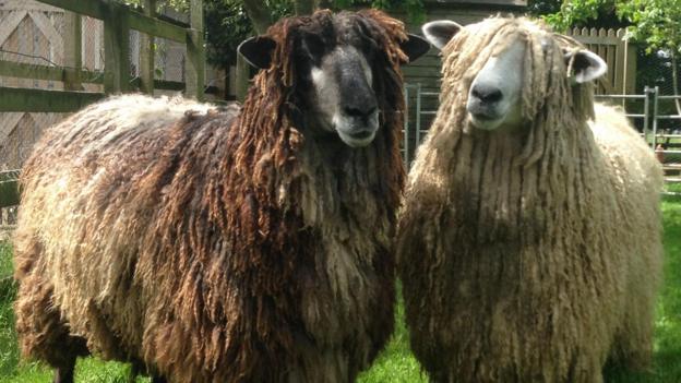 Farmer urges action to save rare British Lop pigs - BBC News
