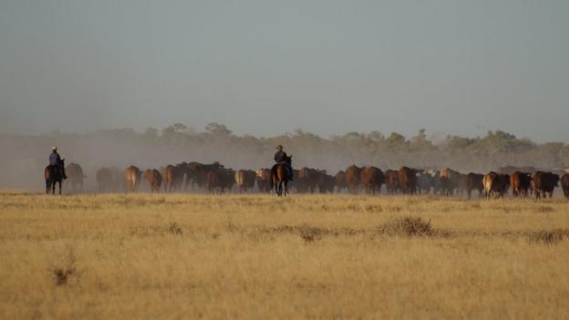 The stockman who built an Australian cattle empire - BBC News
