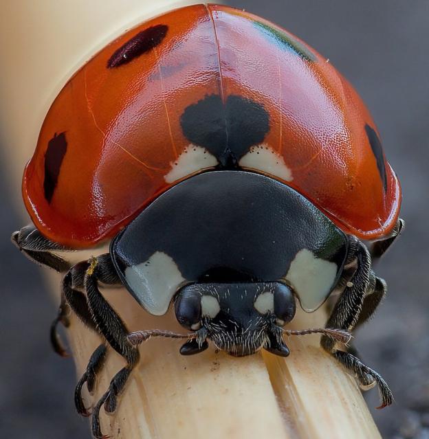 Incredible photos of 'wee beasties' in Glasgow park - BBC News