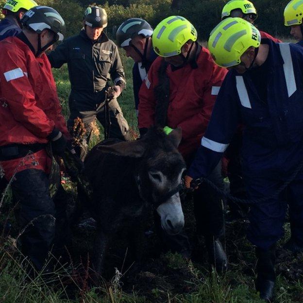 Donkey rescued from sinking into Hampshire bog - BBC News