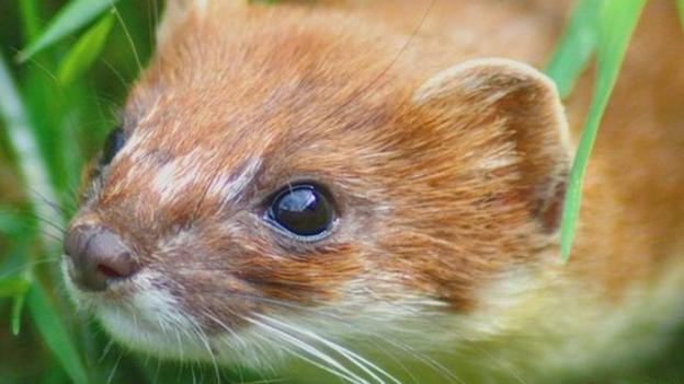 Orkney project granted extra £4m to remove stoats - BBC News