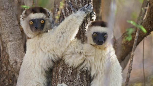 Mammals battle for life in new David Attenborough series - BBC News
