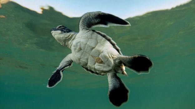 Rare loggerhead turtle washed up in Suffolk during storm - BBC News