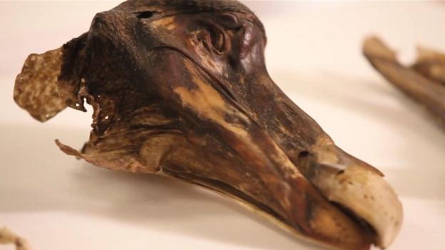 Oxford University Museum of Natural History gives exhibits fresh look ...