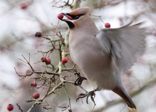 Hassop: Hundreds of 'exquisite' waxwings in the Peak District - BBC News