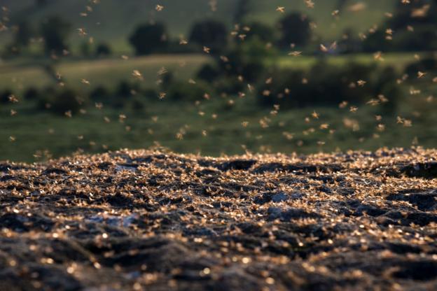 Flying Ant Day: When is it? Have you seen any? - BBC Newsround