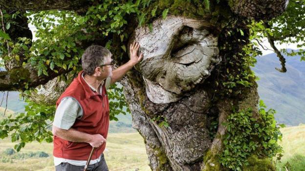 Lochaber's Skipinnish Oak wins UK Tree of the Year - BBC News