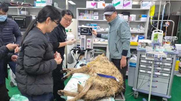 Neukgu: South Korea's runaway wolf finally captured after nine-day ...