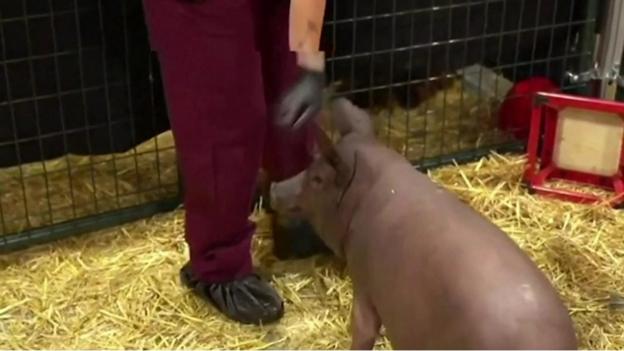 Neuralink: Elon Musk unveils pig with chip in its brain - BBC News