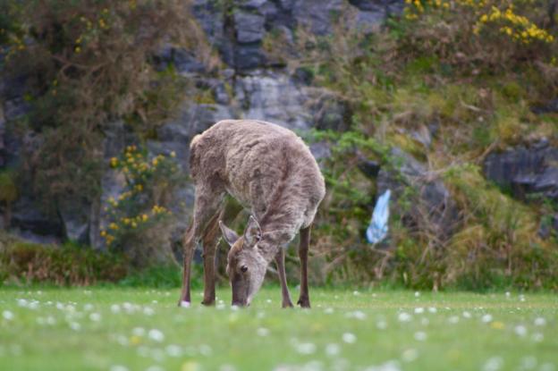 Your pictures of Scotland: 26 April - 3 May - BBC News