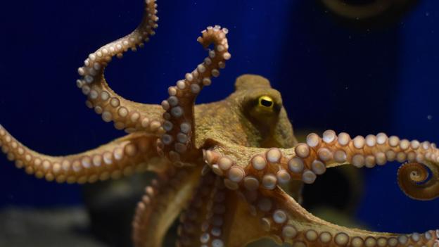 Octopus boom in UK waters - BBC Newsround
