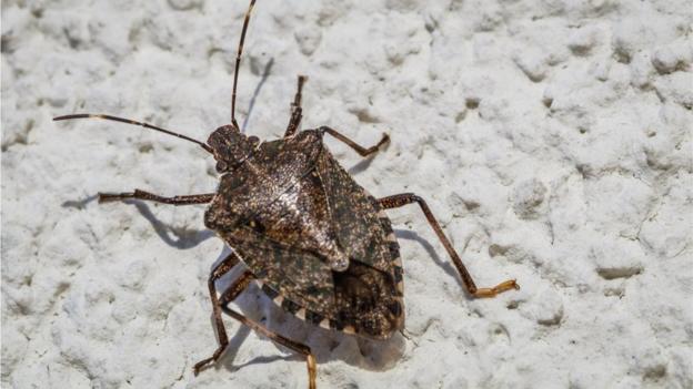 What's that smell? Stink bug arrives in UK - BBC Newsround