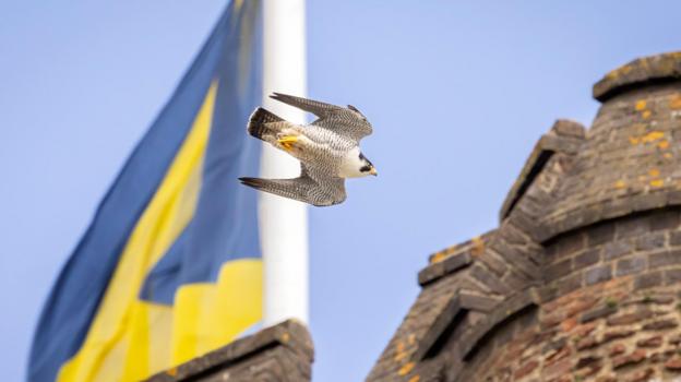 New cameras for St Albans Cathedral's peregrine falcon live stream ...