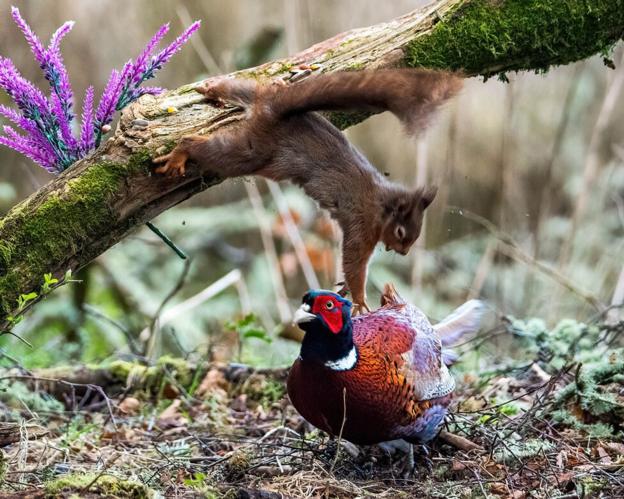 Your pictures of Scotland: Photographs from around the country - BBC News