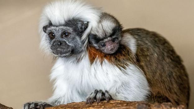 Zoo's delight at birth of 'super small and extremely cute' monkey - BBC ...