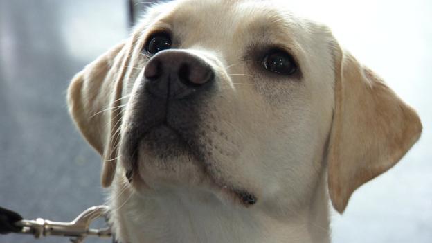 Puppy travels from Japan to become guide dog in Worcestershire - BBC News