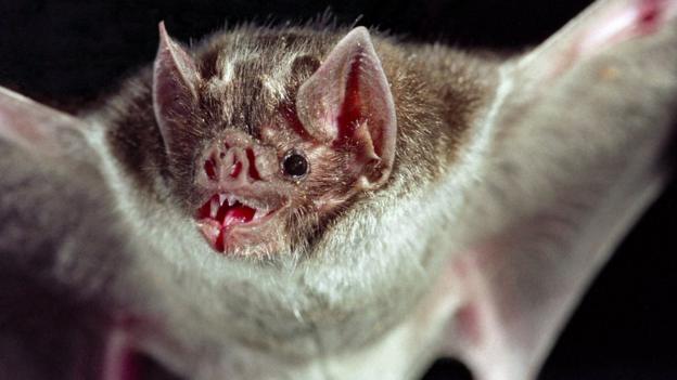 Vampire bats: Scientists work out why they love blood - BBC Newsround