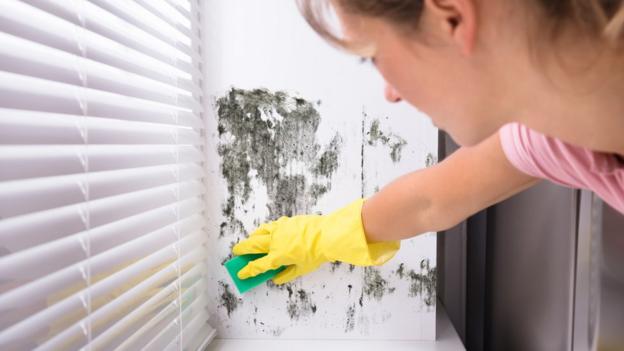 Black mould: How dangerous is it in the home and how can it be treated ...