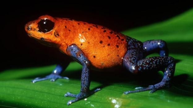 Why do poison frogs love to 'tap dance'? - BBC Newsround