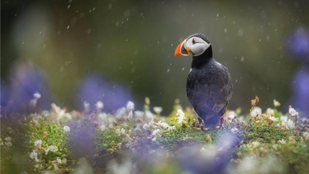 Wildlife photography: Magic of Skomer's puffins captured - BBC News
