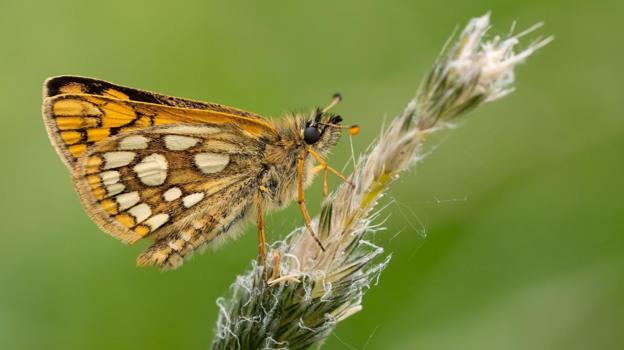 Northamptonshire sees "successful" chequered skipper butterfly scheme ...