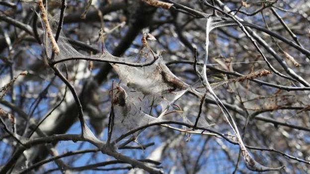 'Spooky' phenomenon as moth webs cover trees in Beeston street - BBC News