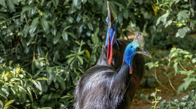 Devon zoo hopes pair of 'enormous' cassowaries will mate - BBC News