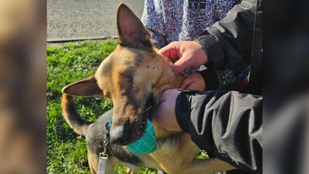 Immingham: Dog with no eyes in race against time to find new home - BBC ...