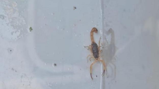 Plymouth roofers find scorpion in box of slates - BBC News