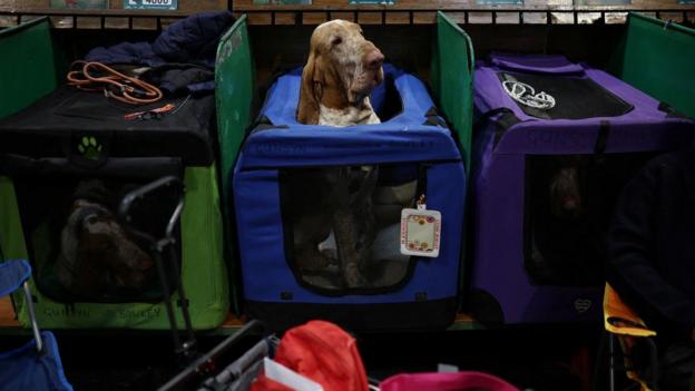 Last preparations as Crufts 2024 enters final day - BBC News