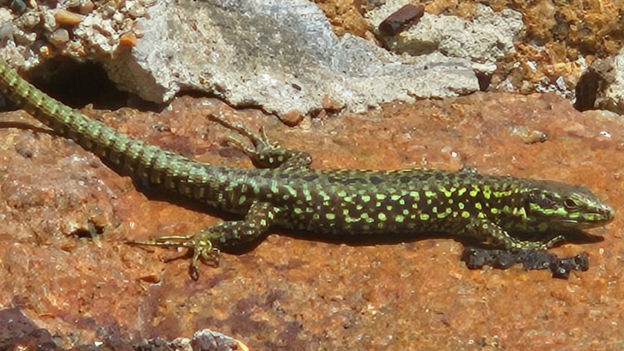 Jersey's unique lizards face habitat threat - BBC News