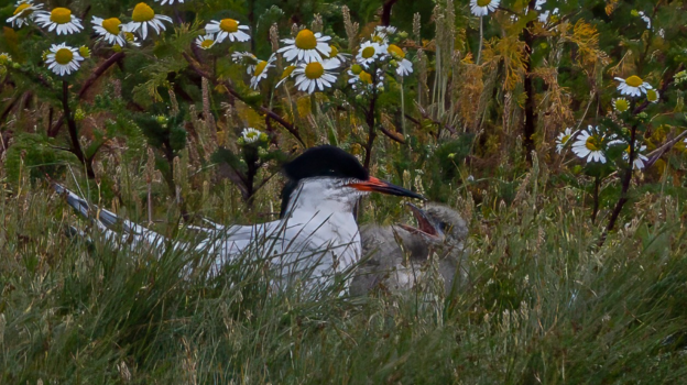 Rare roseate tern chicks reared at Keyhaven Nature Reserve - BBC News