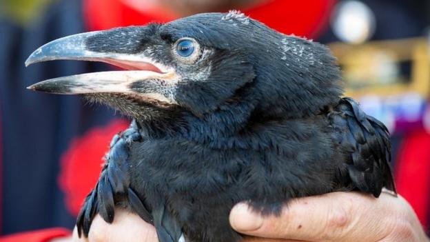 Tower of London welcomes first raven chicks in 30 years - BBC News