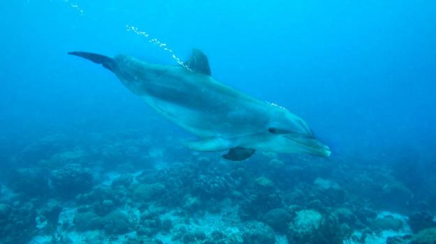 New AI tool can track dolphins by their 'regional accents' - BBC Newsround