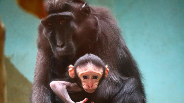 Alfriston: Critically endangered monkey born at zoo - BBC News