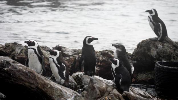 African penguin: South African conservationists take legal action to ...