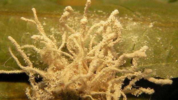 'Zombie spiders' infected with fungus found in Irish caves - BBC News