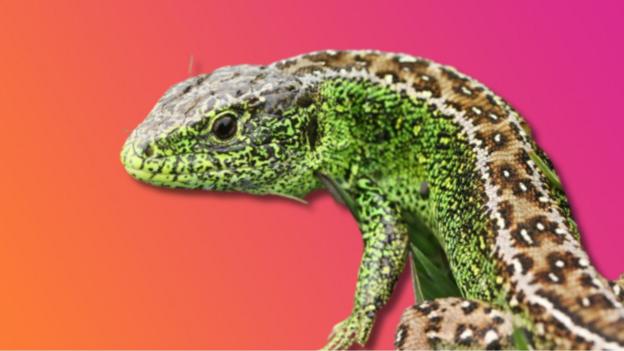 Tuataras: 200-million-year-old 'three-eyed' reptiles get a new home at ...