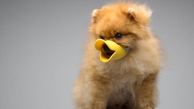 What is a warrant canary? - BBC News