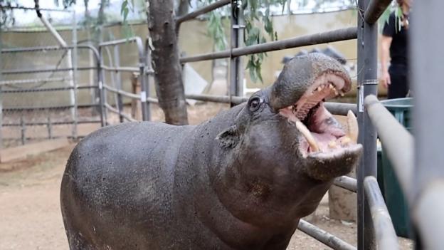 Endangered pygmy hippo calf Haggis born at Edinburgh zoo - BBC News