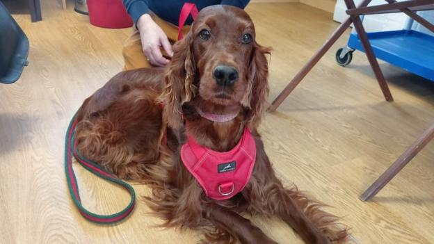 Cambridge woman, 97, meets red setter dogs for birthday wish - BBC News