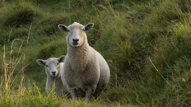 Fleecing the farmers: The true cost of stealing sheep - BBC News