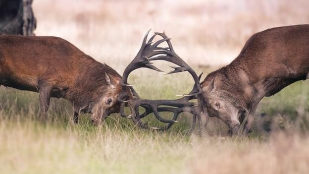 Rutting stags can be dangerous, Royal Parks warn - BBC News