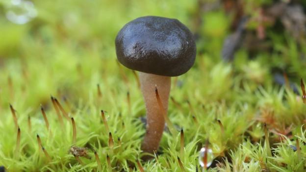 Plans announced for 400 homes at former Rufford Colliery site - BBC News