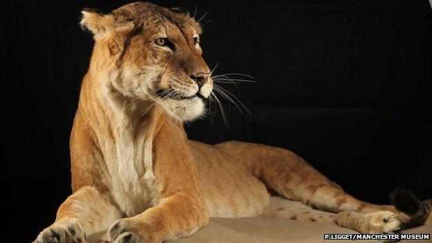 Manchester Museum displays tigon, lion and tiger cross-breed - BBC News
