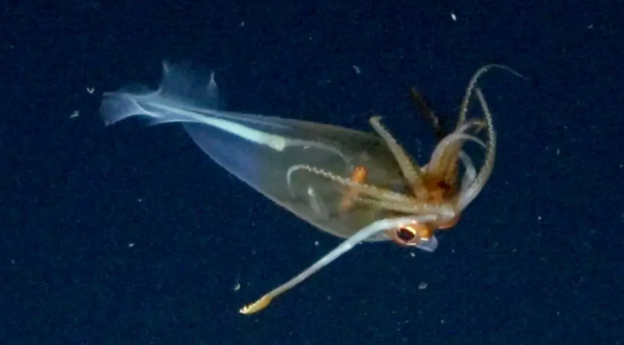 Colossal squid filmed underwater for the first time in history - BBC ...