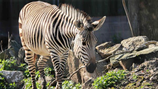 Paignton Zoo puts down two zebras due to deteriorating health - BBC News